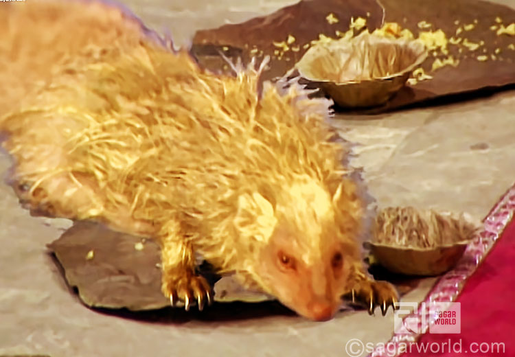 Half-Golden Mongoose & Kapoti – Chapter 50 | Sagar World Blog